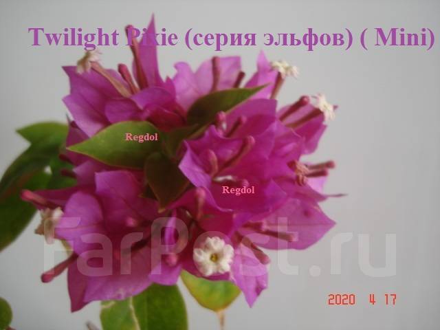 Бугенвиллия Twilight Pixie (серия эльфов) ( Mini) Стартёр - Растения во Владивостоке