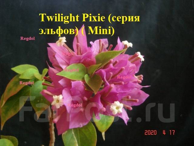 Бугенвиллия Twilight Pixie (серия эльфов) ( Mini) Стартёр - Растения во Владивостоке