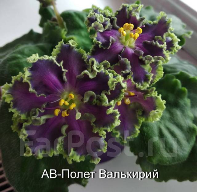 Фиалка АВ-Полет Валькирий, в наличии. Цена: 350₽ во Владивостоке