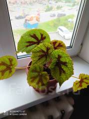 Бегония Бауэра “Персидская парча”- Begonia bowerae “Persian brocade ...