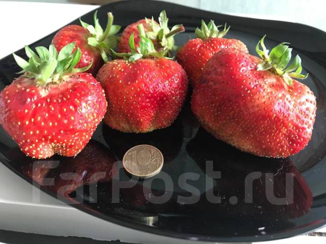 Саженцы земляники супер крупноплодного сорта Цунаки, новый, в наличии ...