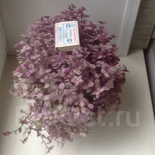 Традесканция мелколистная серебристая, под заказ. Цена: 130₽ во ...