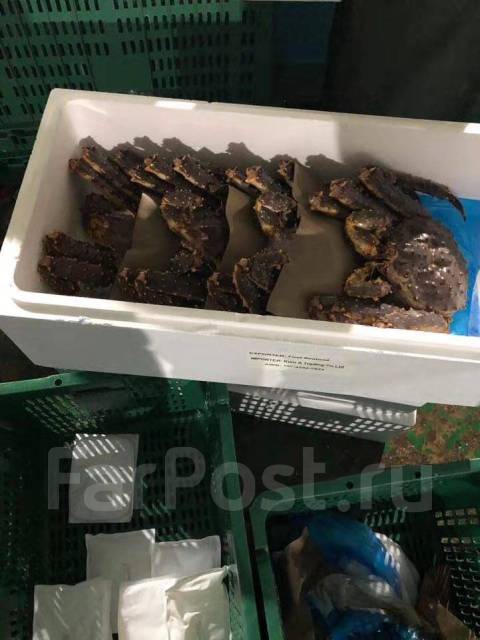 Живой краб Камчатский, в наличии. Цена: 1 000₽ во Владивостоке