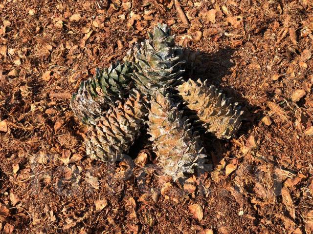 Мульча Шелуха кедровой шишки 60л, новый, в наличии. Цена: 420₽ во ...