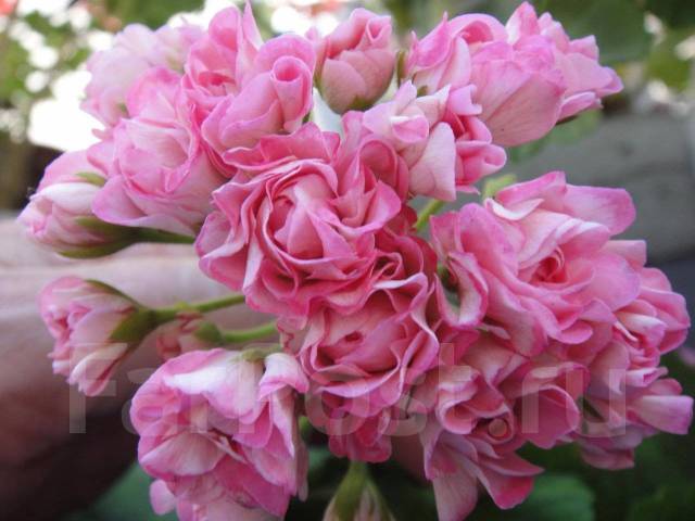 Пеларгония анита - Растения во Владивостоке