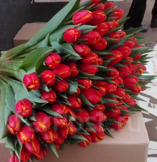 Продажа Тюльпана 1-8 марта, новый, в наличии. Цена: 100₽ во Владивостоке