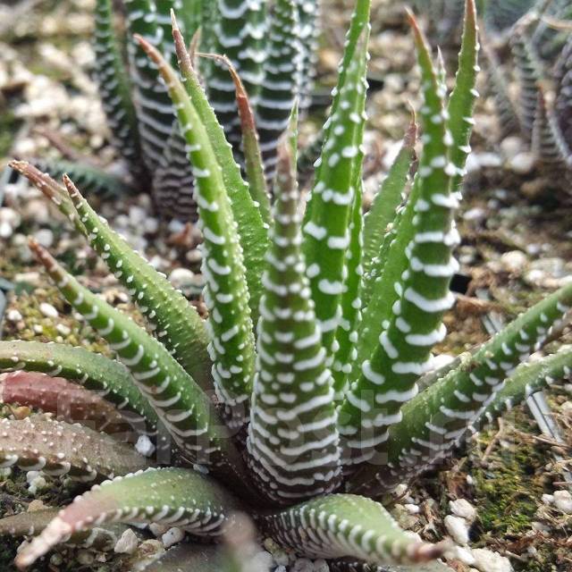 Цветок Хавортия фасциата - Растения в Уссурийске