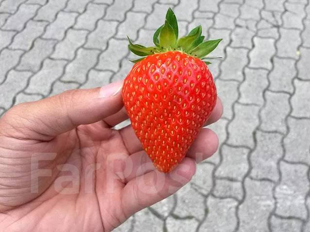 Рассада ремонтантного сорта клубники Мурано - Сад и огород во Владивостоке