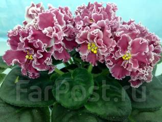 Ек зеленоглазая блондинка фиалка фото