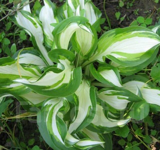 Рассада хосты, новый, в наличии. Цена: 200₽ во Владивостоке