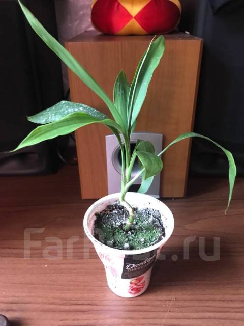 Продам цветок Кордилина, в наличии. Цена: 100₽ в Уссурийске