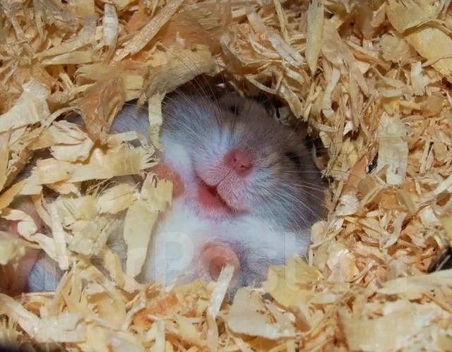 Опилки 3.5 куба. Цена с доставкой самосвалом, в наличии в Артеме