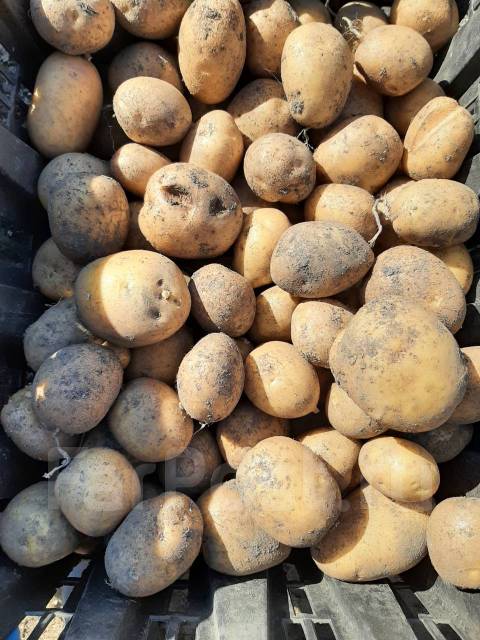 Картофель, домашний - Домашние продукты во Владивостоке