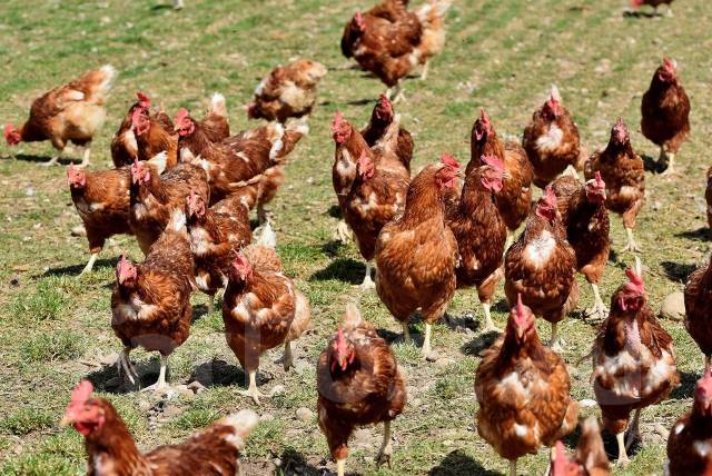 Продам навоз куринный, новый, в наличии. Цена: 250₽ во Владивостоке