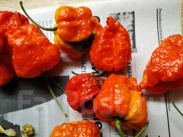 Семена Перец острый Каролинский жнец, Суперострый, новый, в наличии ...