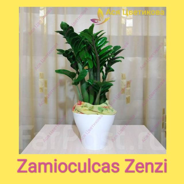Замиокулькас Зензи, Равен, 1 лист, в наличии. Цена: 250₽ в Хабаровске