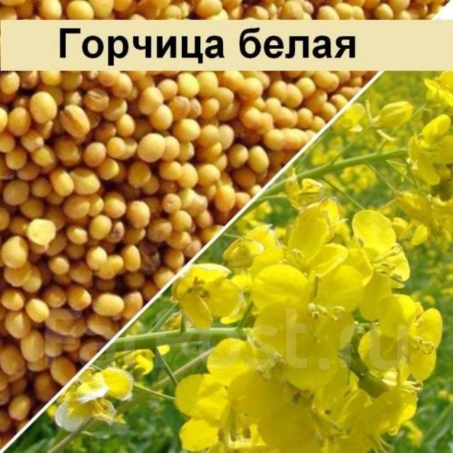 Горчица белая 1 кг Сидерат Приход 2022г Сад и огород во Владивостоке