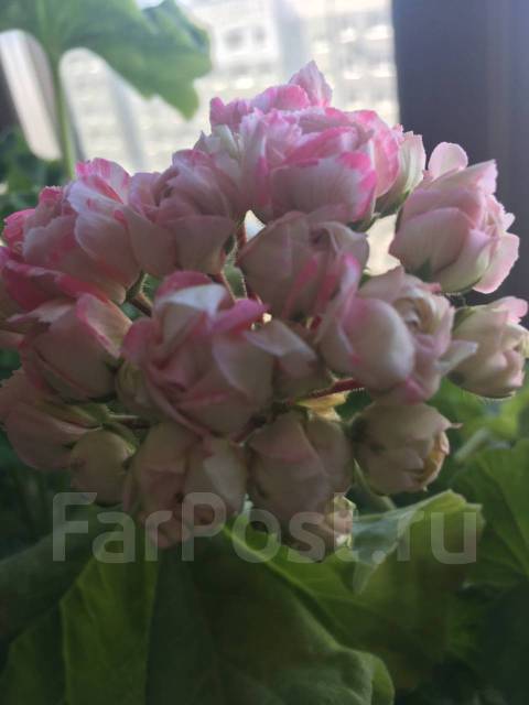 Пеларгония Ю Царская Невеста, в наличии. Цена: 600₽ во Владивостоке