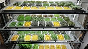 Стеллаж для выращивания Микрозелени в Общепите - Оборудование для ...