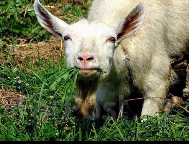 Продам козье молоко и продукты из козьего молока, в наличии. Цена: 180 ...