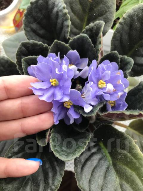 Фиалка Rhapsodie Clementine (молодое растение) - Растения во Владивостоке