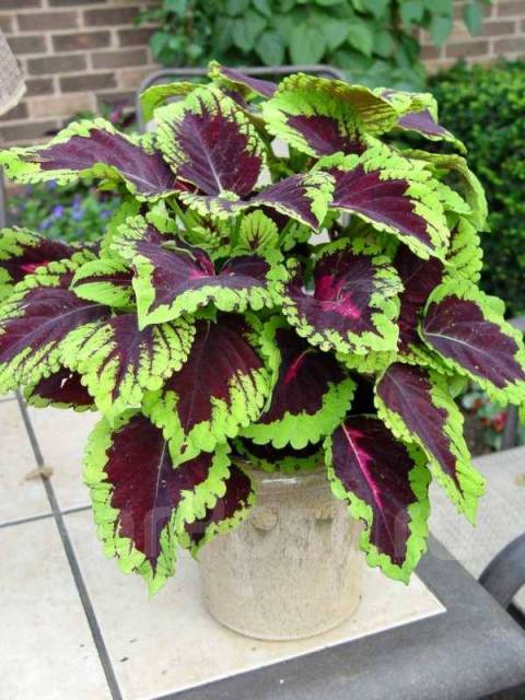 Колеус (гибридный) Coleus x hybrida - Растения во Владивостоке