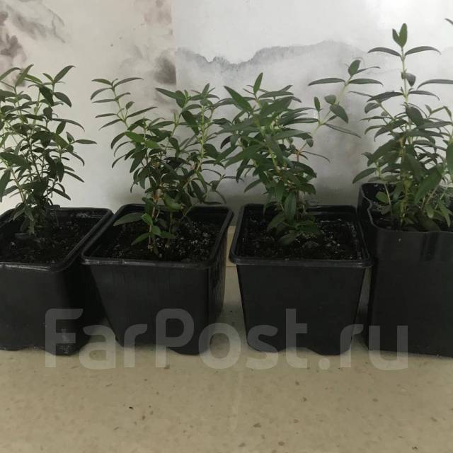 Комнатные цветы Мирт, в наличии. Цена: 300₽ во Владивостоке