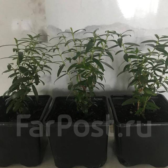 Комнатные цветы Мирт - Растения во Владивостоке