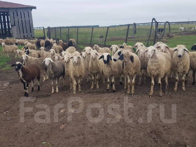 Продаются Бараны, в наличии. Цена: 600₽ в Уссурийске