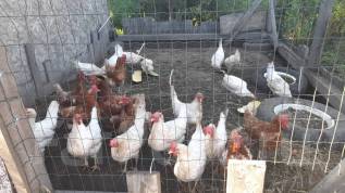 Куры - Птицы в Хабаровске