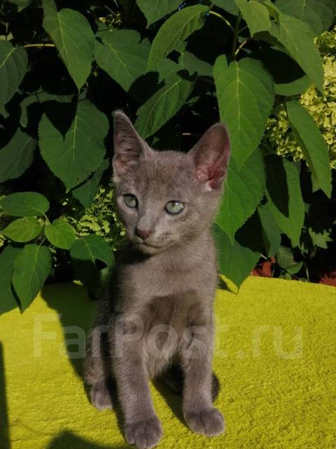 Котёнок породы русская голубая, в наличии. Цена: 25 000₽ во Владивостоке