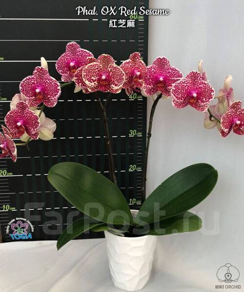 Орхидея фаленопсис Phal. OX Red Sesame - Растения во Владивостоке