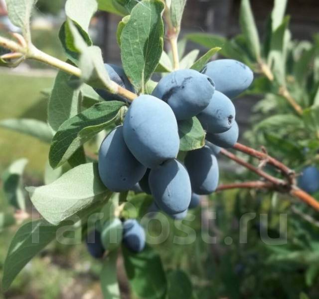 Жимолость берель - Сад и огород в Артеме