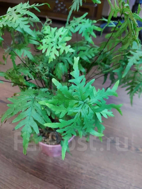 Папоротник Дориоптерис педата (Doryopteris pedata) - Растения во ...