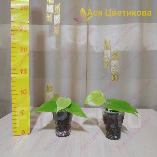 Филодендрон Сканденс Неон - Растения в Хабаровске