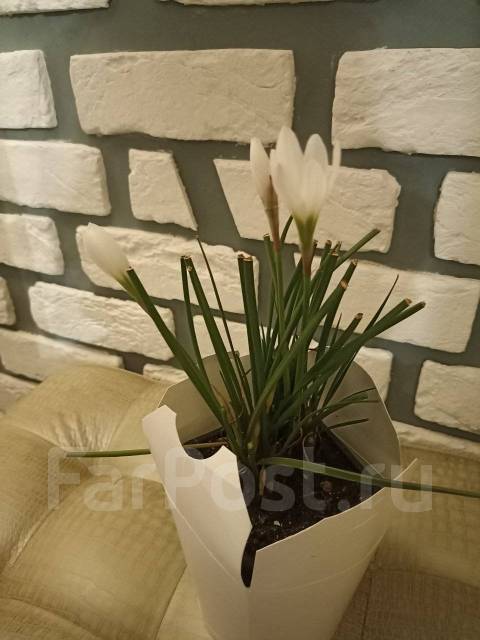 Цветок зефирантес белый, в наличии. Цена: 350₽ во Владивостоке