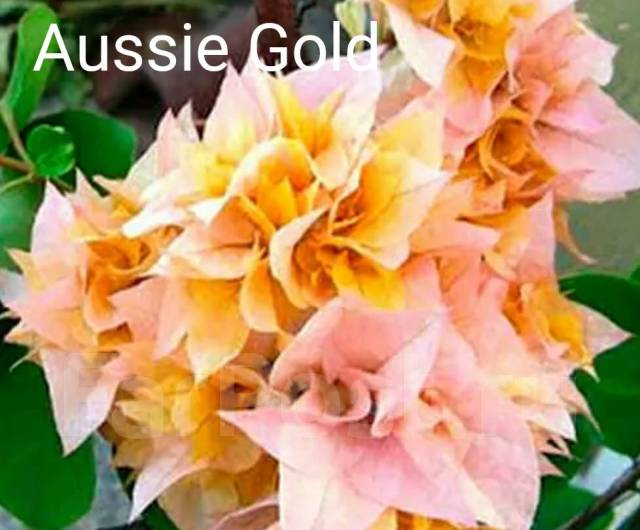 Бугенвиллия Aussie Gold - Растения во Владивостоке