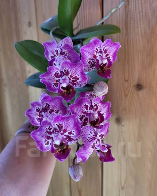 Орхидея фаленопсис Phal. Formosa Cranberry 'Wilson' - Растения во ...