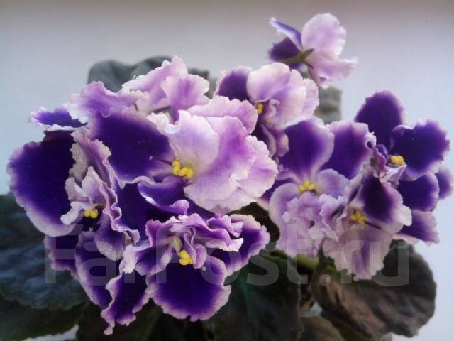 Фиалка Rhapsodie Cora (Holtkamp) - Растения во Владивостоке