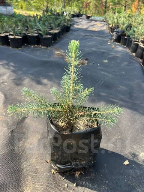 Саженец ели колючей сизой "Glauca", новый, в наличии. Цена: 350₽ во ...