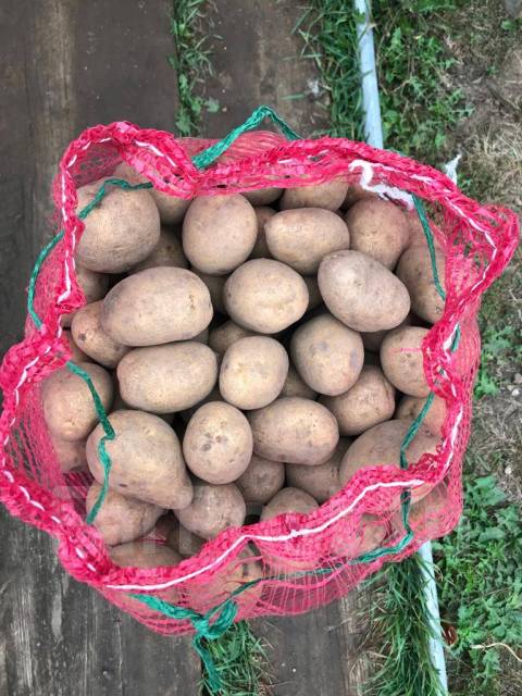 Продам домашний картофель. Сорт Зекура - Домашние продукты во Владивостоке