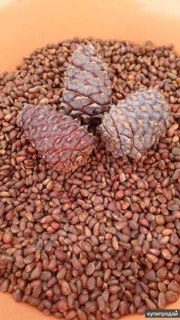 Продам орех кедровый Продукты питания во Владивостоке