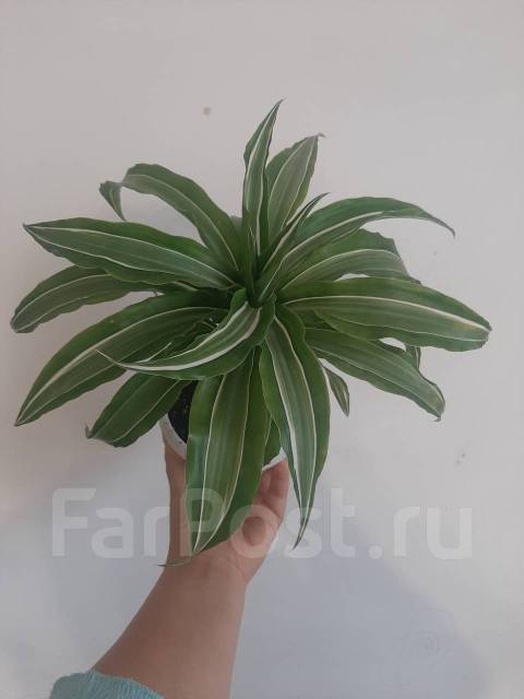 Драцена фрагранс Канзи, в наличии. Цена: 450₽ в Артеме