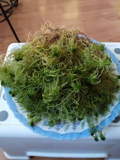 Мох сфагнум свежий живой из леса, очищенный для улиток - Аквариумистика ...
