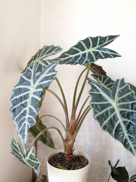 Алоказия Полли (детка) - Растения во Владивостоке