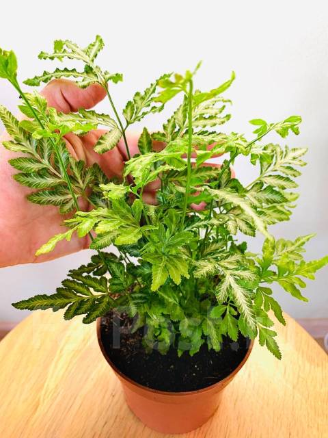 Птерис вариегатный, в наличии. Цена: 600₽ во Владивостоке