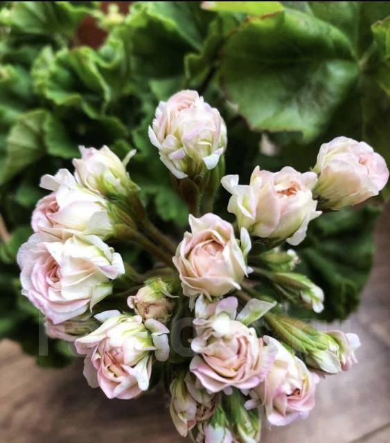 Пеларгония Царская невеста - Растения во Владивостоке