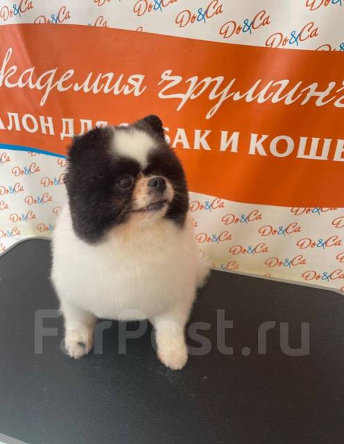 Экспресс-линька, бритье, стрижка кошек и собак с выезд на дом в ...