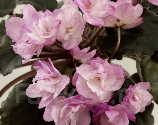 Продажа стартёров фиалки Ness’ Satin Rose - Растения в Уссурийске