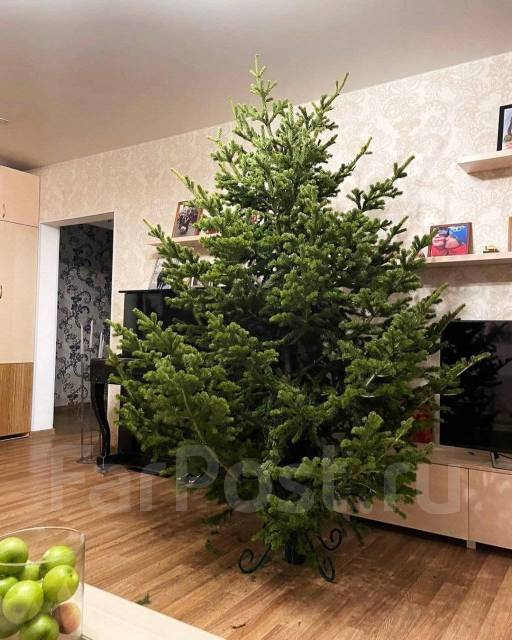 Живые Елки Сосны и Пихты, огромный склад, +6 подарков каждому, новый, в ...